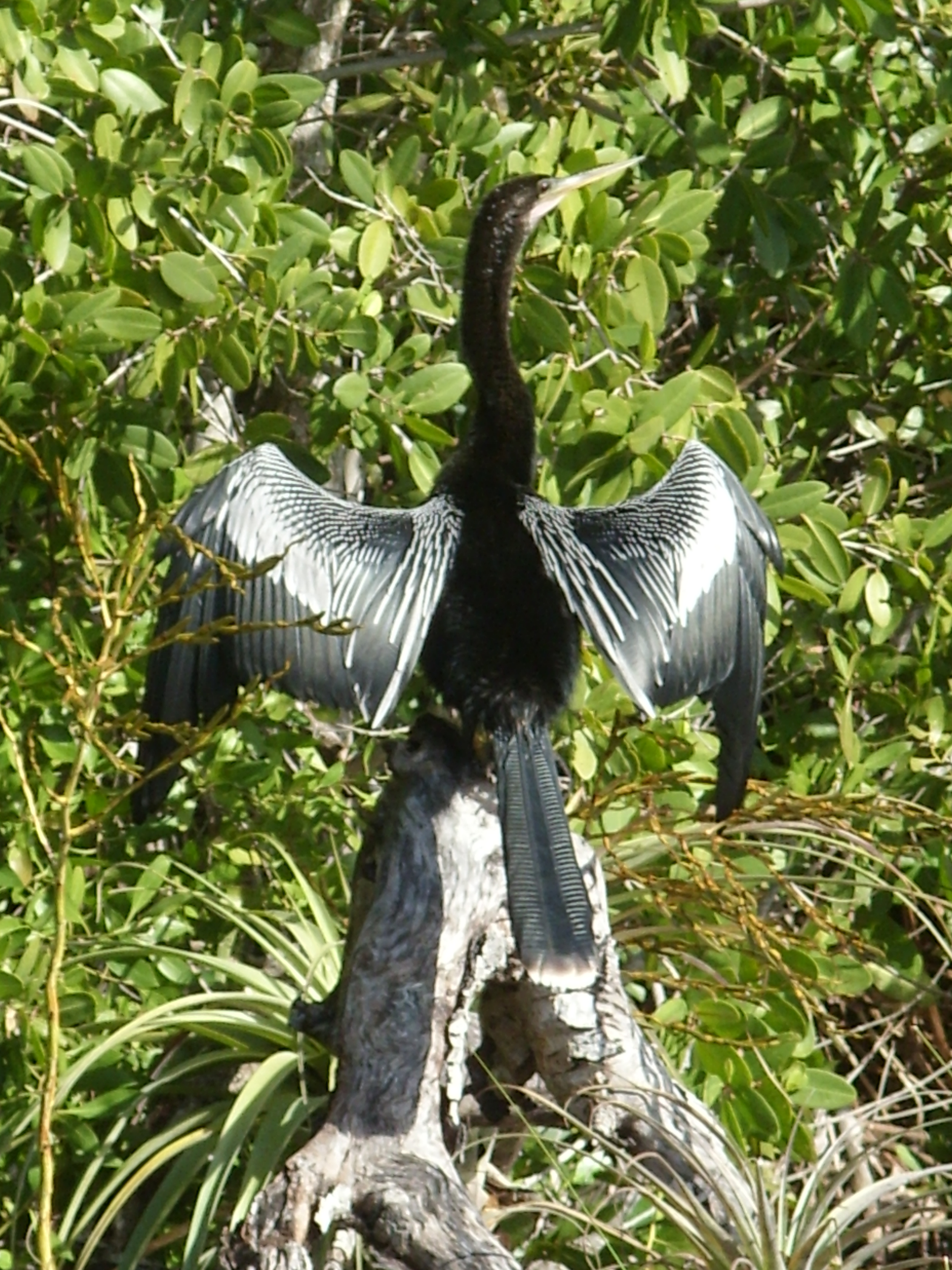 chattanooga and beavers 105 – Microtripping